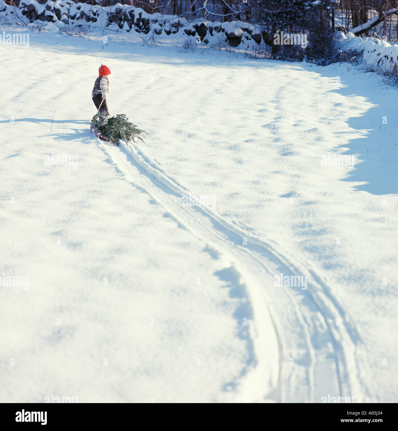 Dragging christmas tree hi-res stock photography and images - Alamy