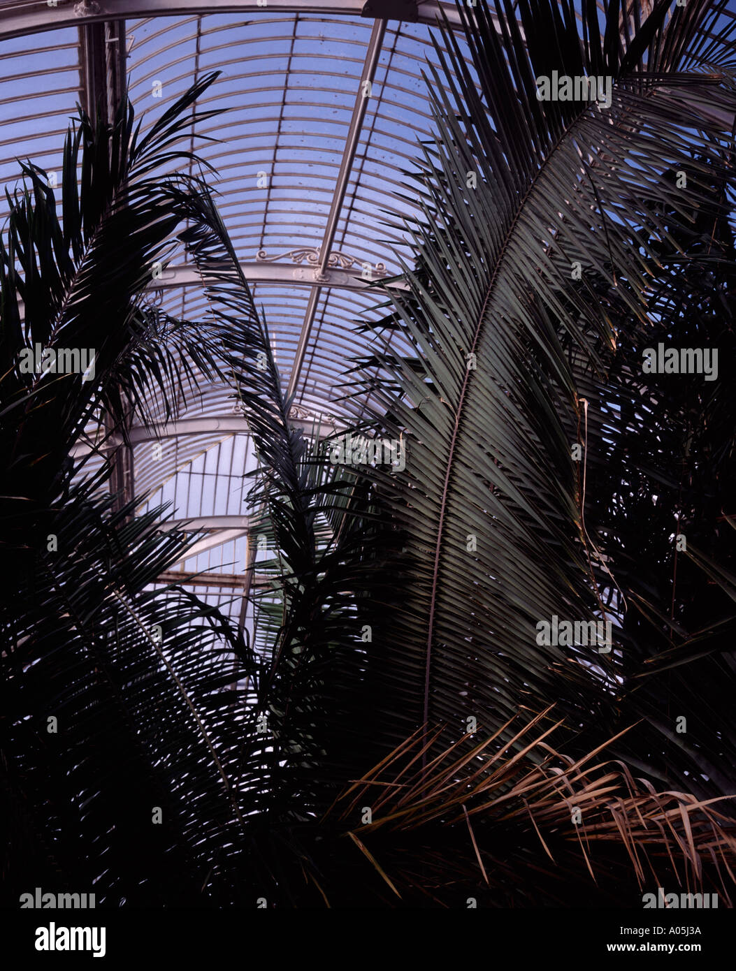 Inside victorian palm house hi-res stock photography and images - Alamy