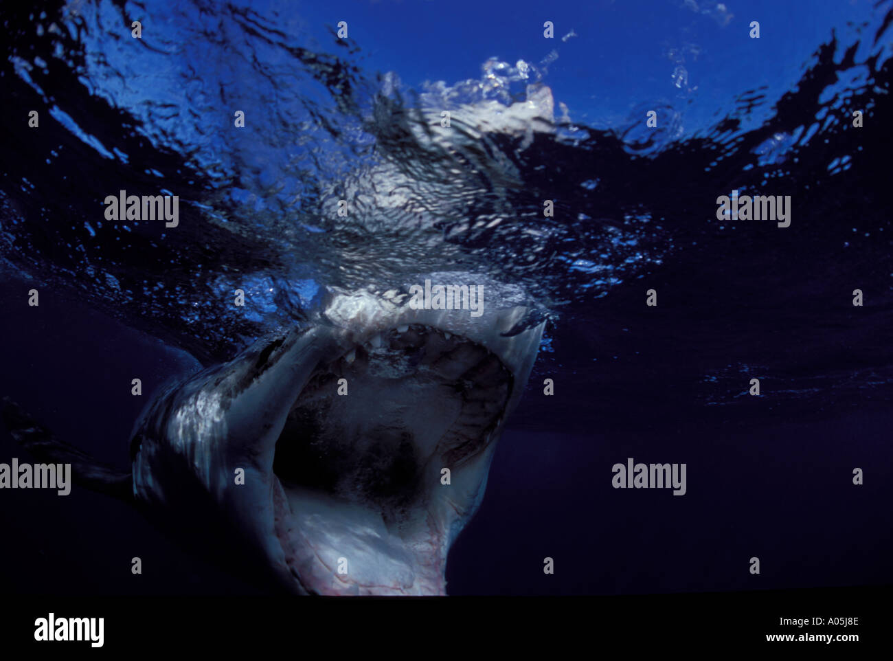 CLOSE UP OF THE EXTENDED JAW AND MOUTH OF A GREAT WHITE SHARK ...