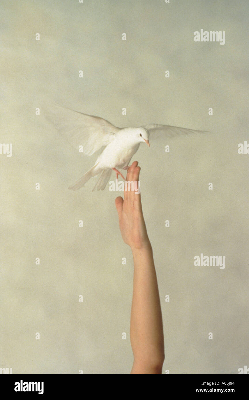 White dove sitting hand hi-res stock photography and images - Alamy