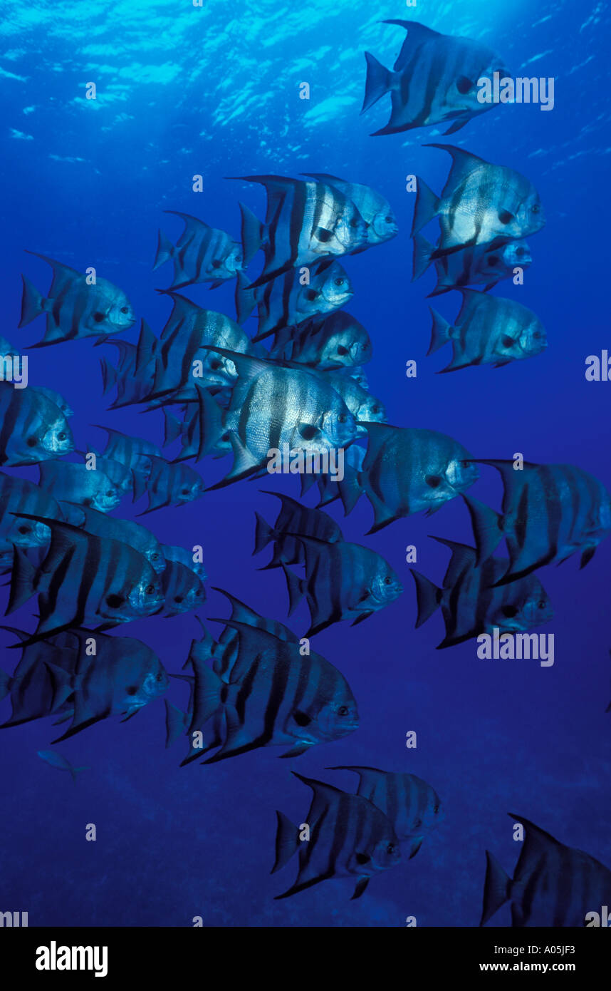 Atlantic spadefish caribbean hi-res stock photography and images - Alamy
