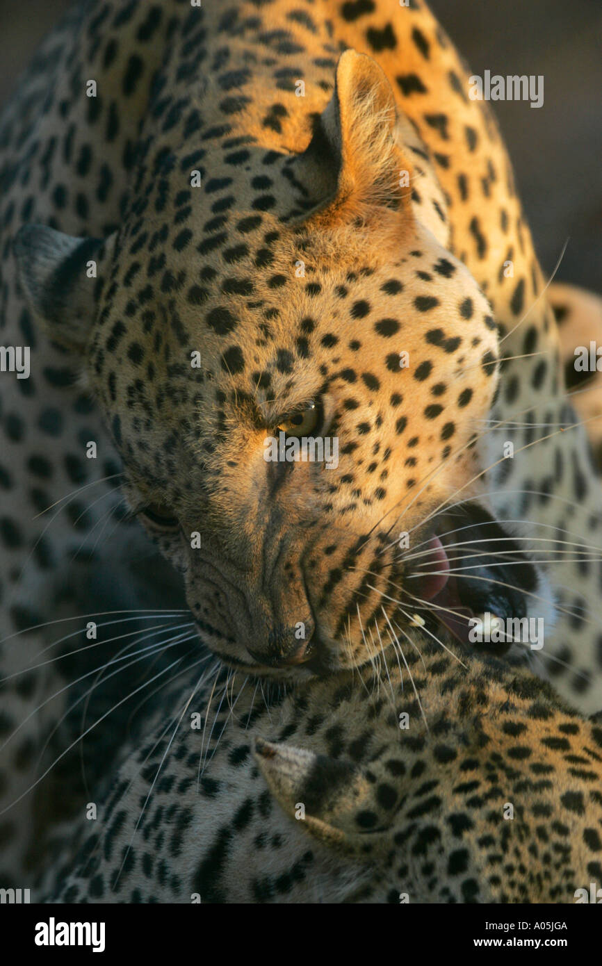 Mformat hi-res stock photography and images - Alamy