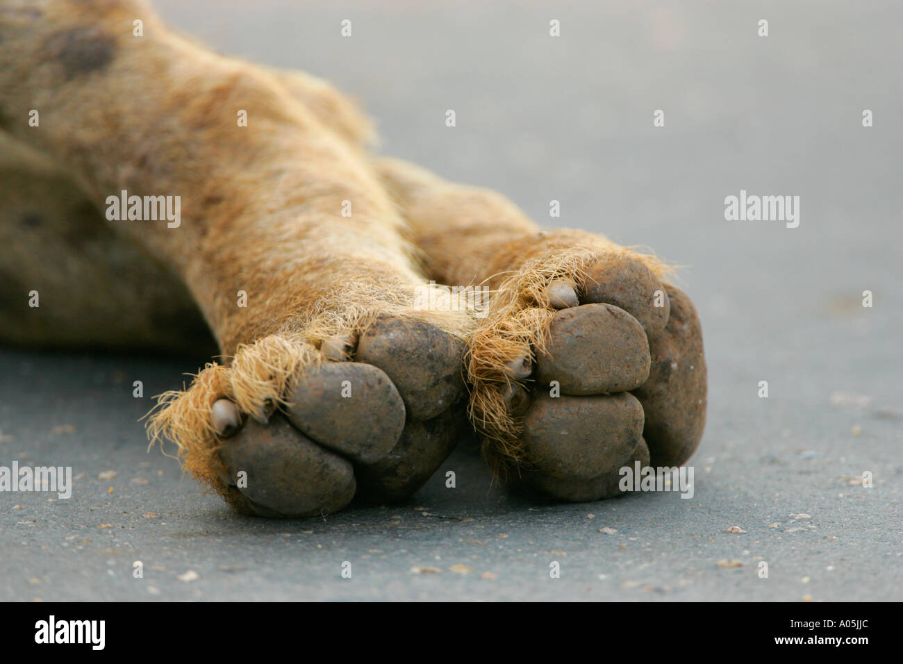 Spotted Hyaena paws, showing nails, Kruger Park, South Africa. Crocuta ...