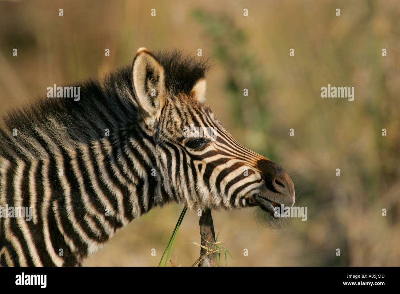 Chin rub hi-res stock photography and images - Alamy