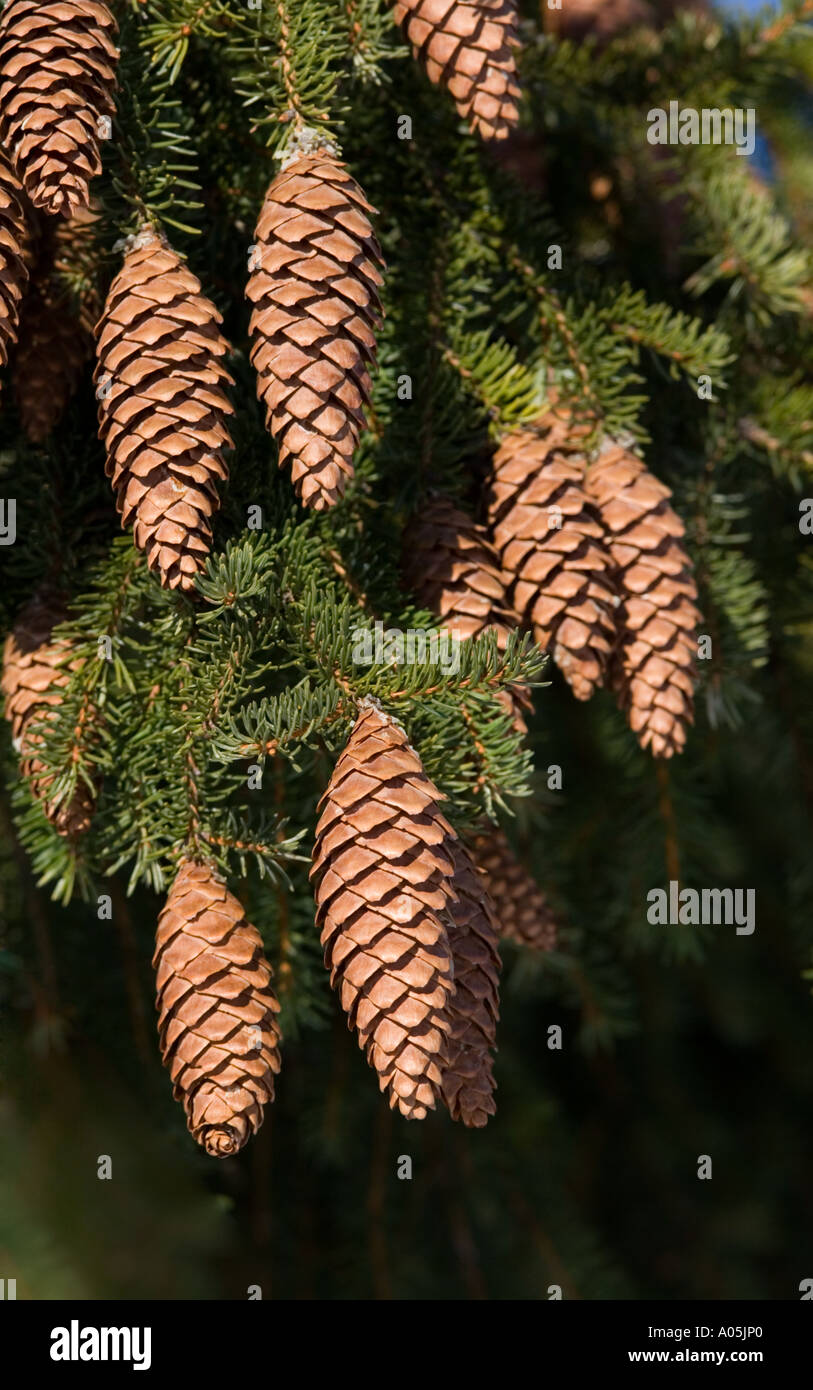 Spruce ( picea abies ) cones hanging from branch , Finland Stock Photo ...