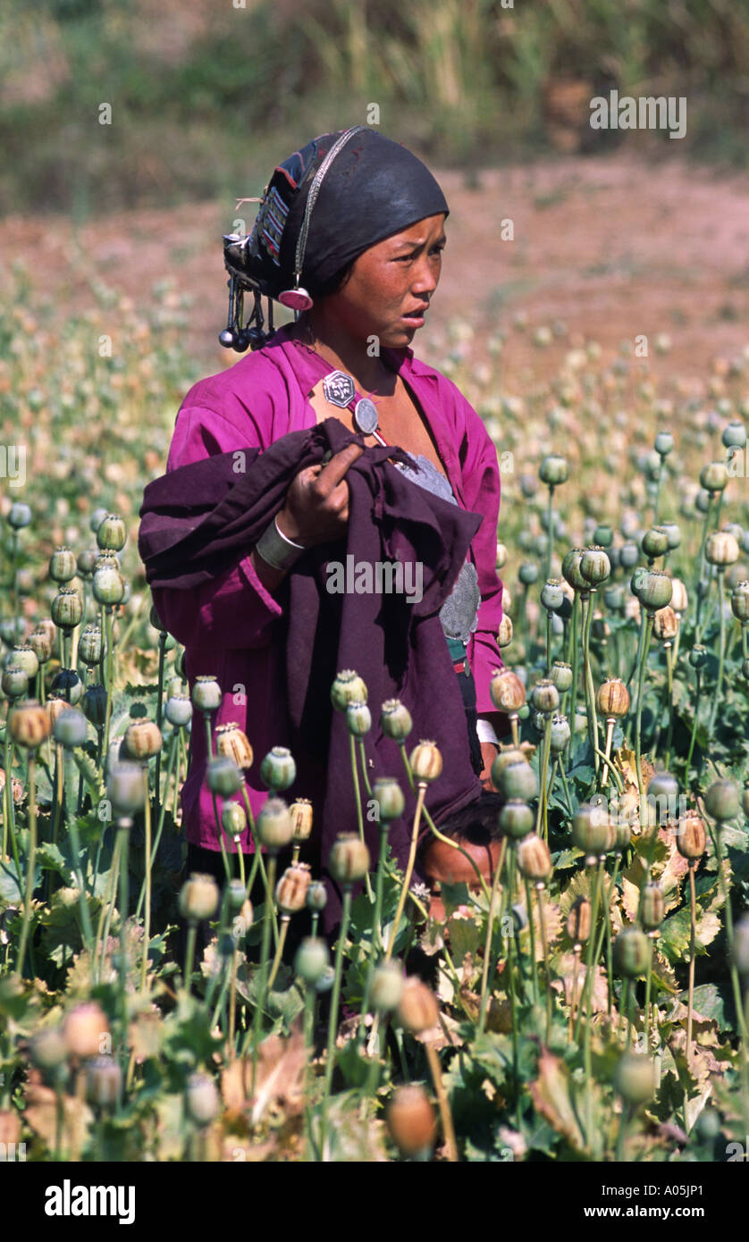 Akha woman harvesting opium. Muang Sing district, Luang Nam Tha, Laos ...