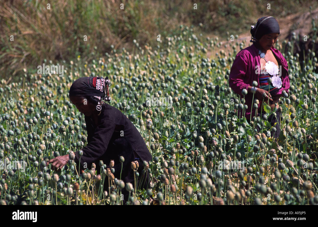 Akha woman harvesting opium. Muang Sing district, Luang Nam Tha, Laos ...