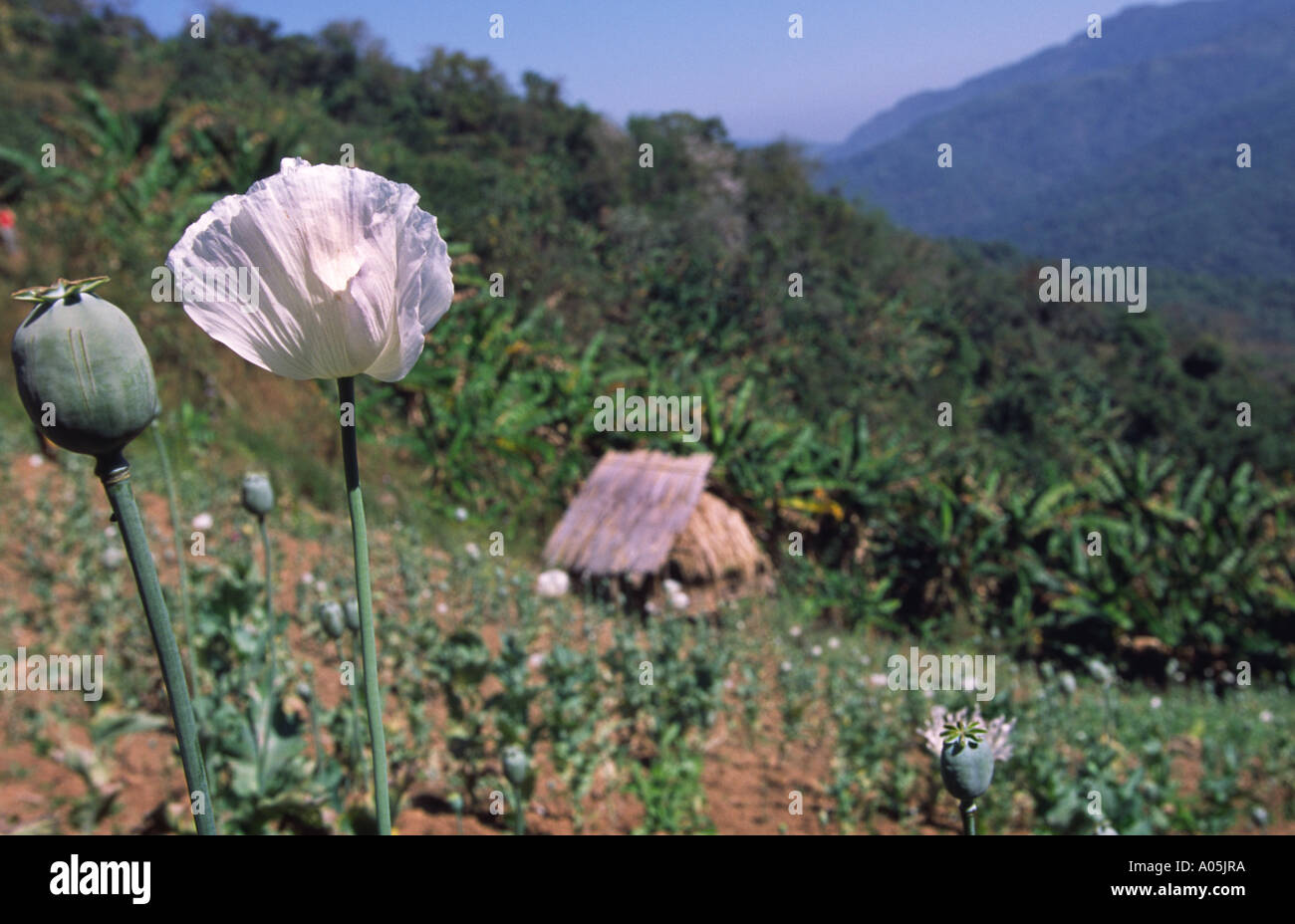 Opium field. Muang Sing district, Luang Nam Tha, Laos Stock Photo - Alamy