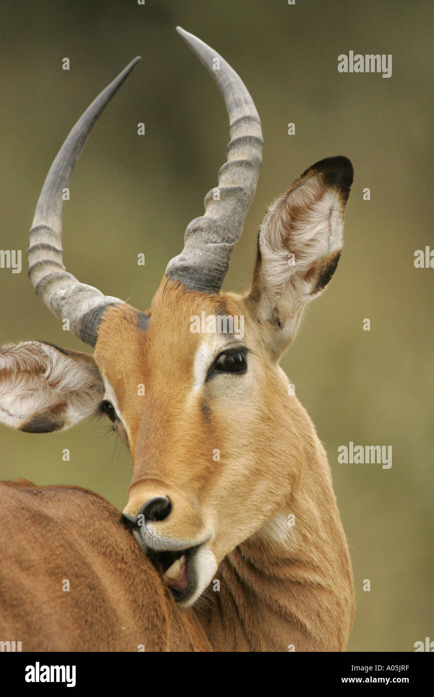 Impala skin hi-res stock photography and images - Alamy