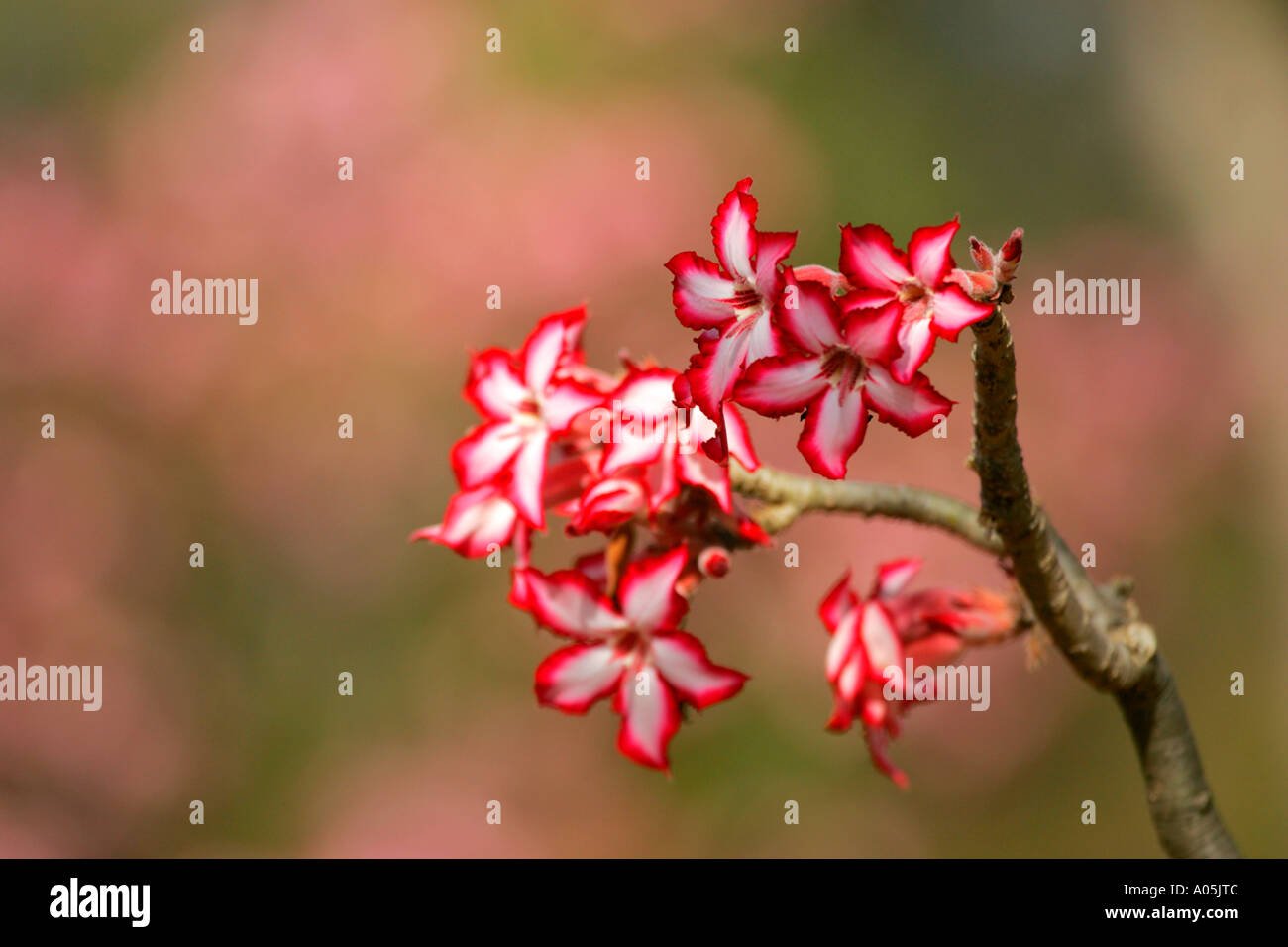 Impala Lily Flower Africa High Resolution Stock Photography and Images ...