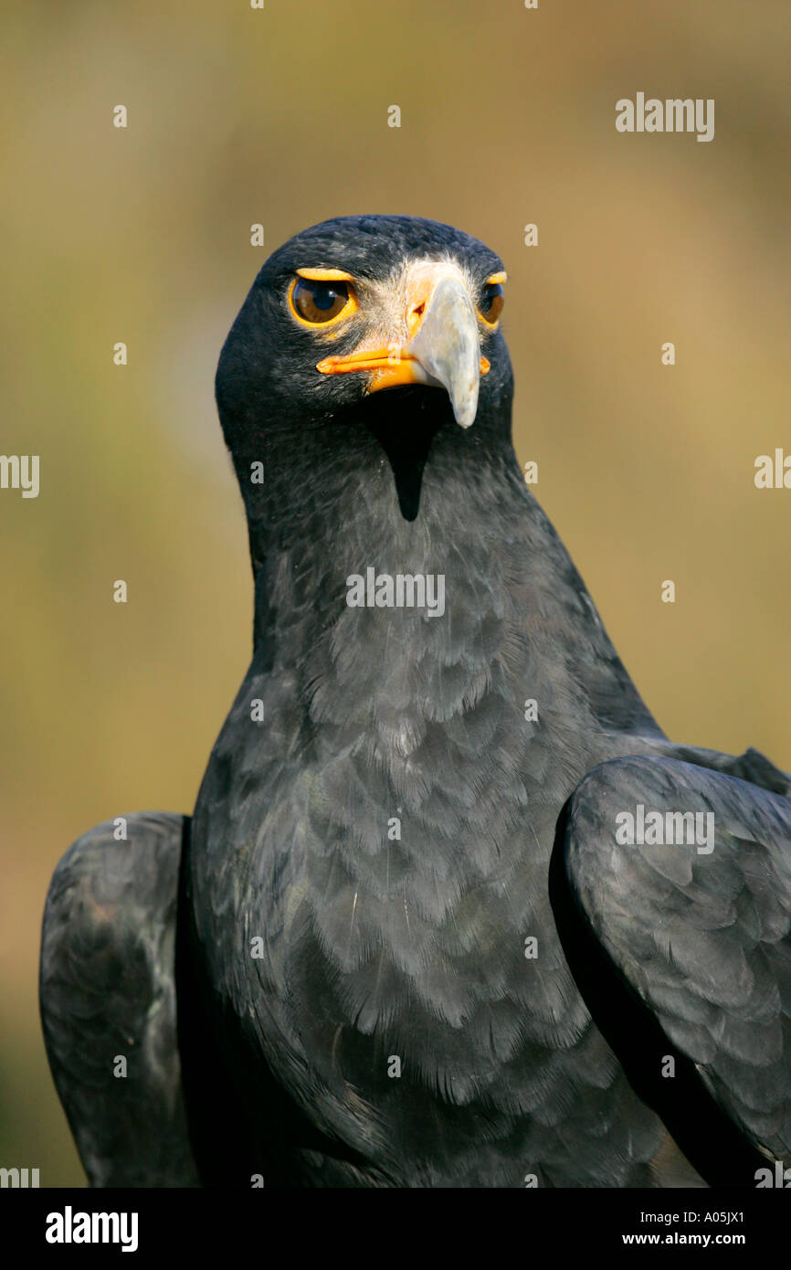 Black Eagle Bird Hd