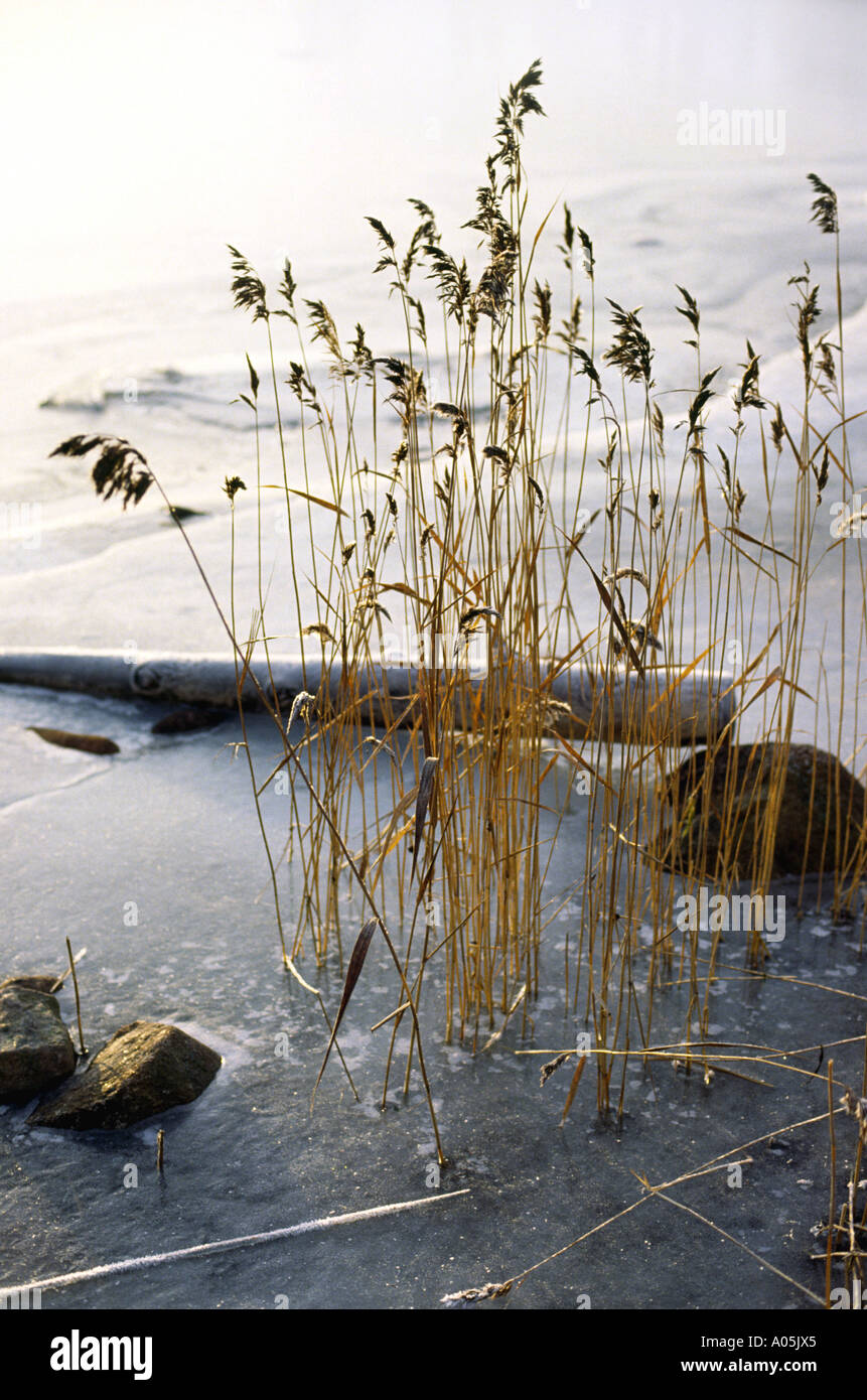 Frozen reeds water hi-res stock photography and images - Alamy