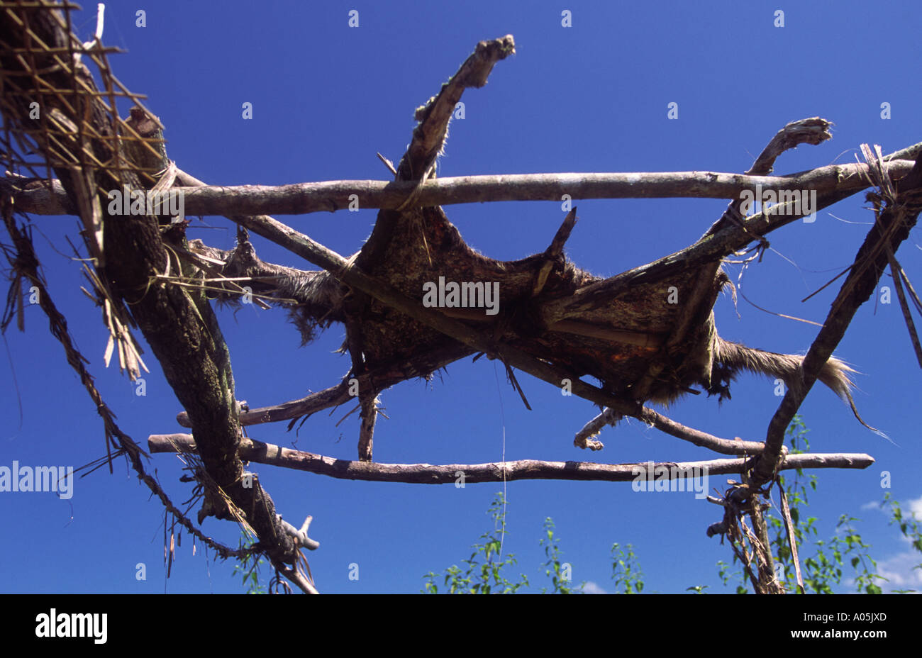 A sacrificed dog on an Akha village spirit gate. Muang Sing district ...