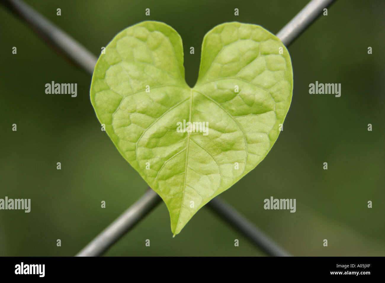 Heart shaped leaf wild hi-res stock photography and images - Alamy