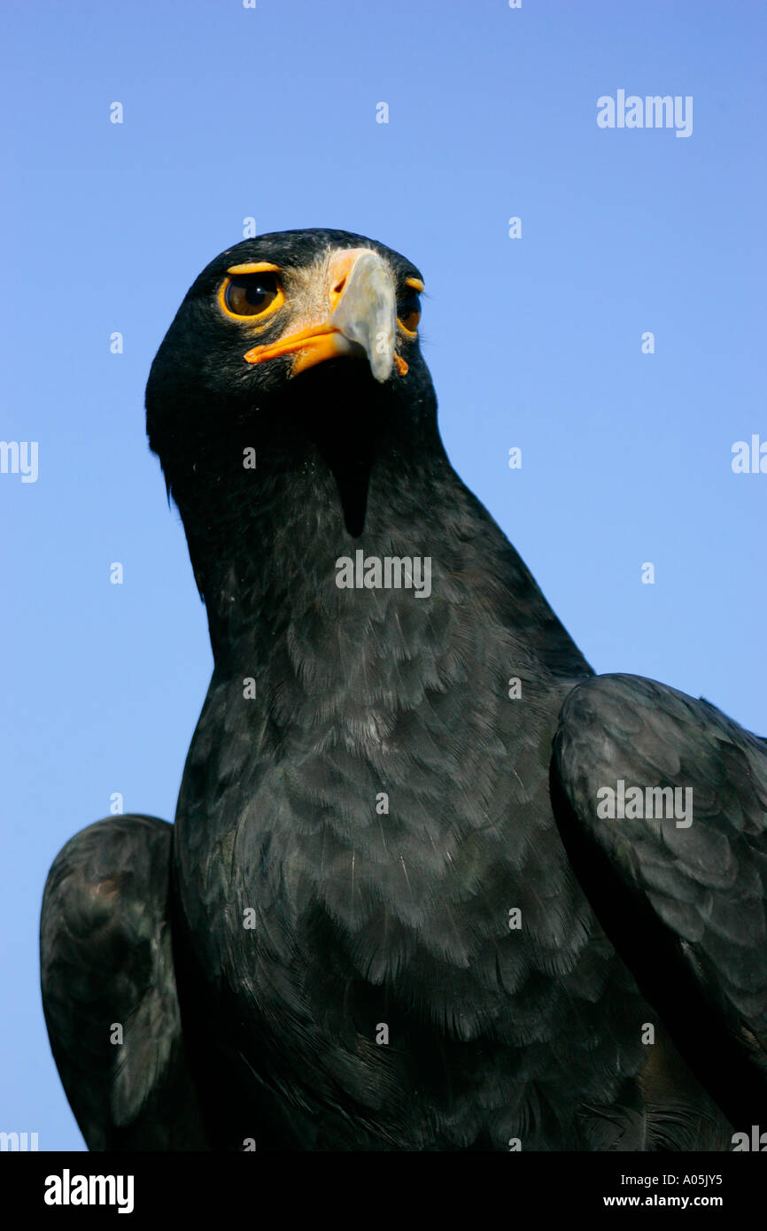 African black eagle hi-res stock photography and images - Alamy