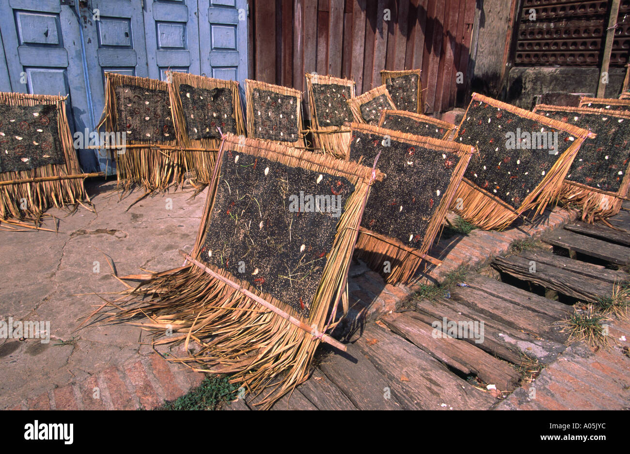 Pressed river moss drying in the sun-a local delicacy. Luang Prabang ...