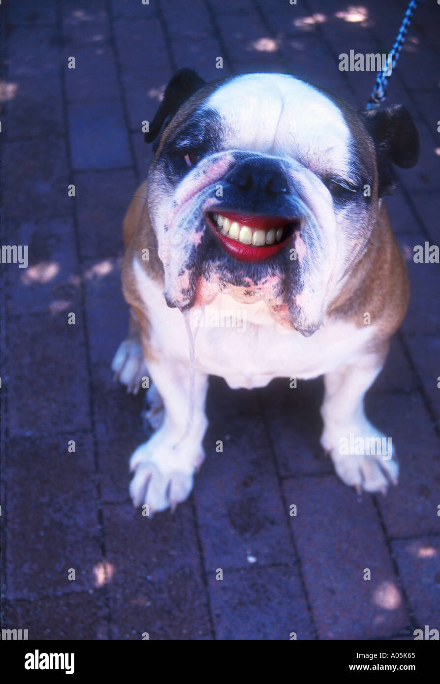 Slobber mouth hi-res stock photography and images - Alamy