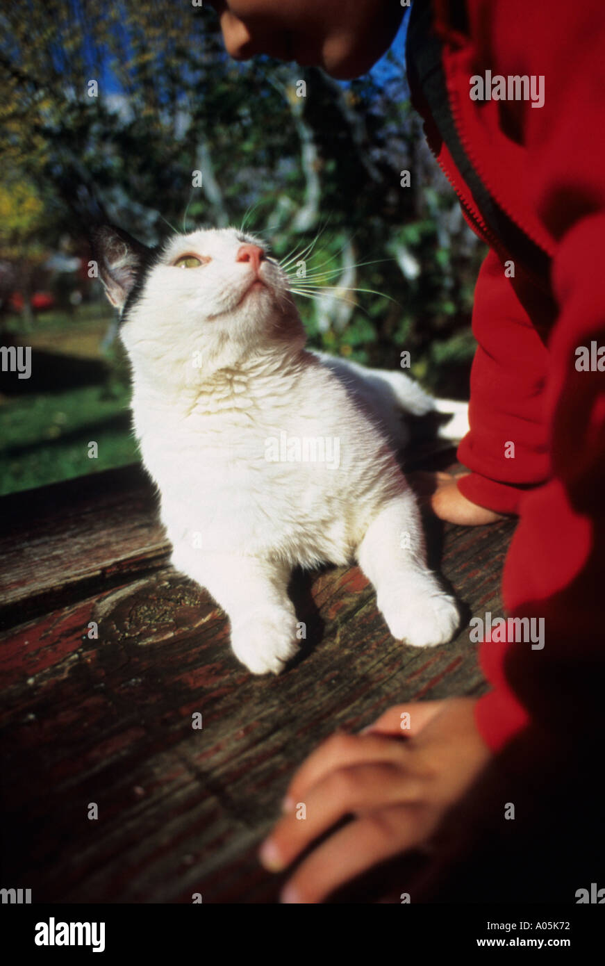 Young boy cat tree hi-res stock photography and images - Alamy