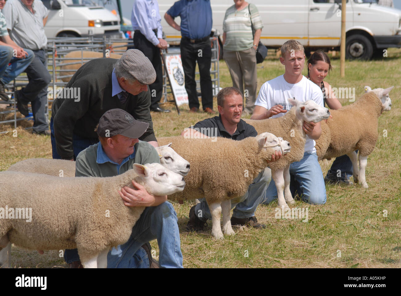 Sheep Agricultural Show Caernarfon North West Wales Stock Photo - Alamy