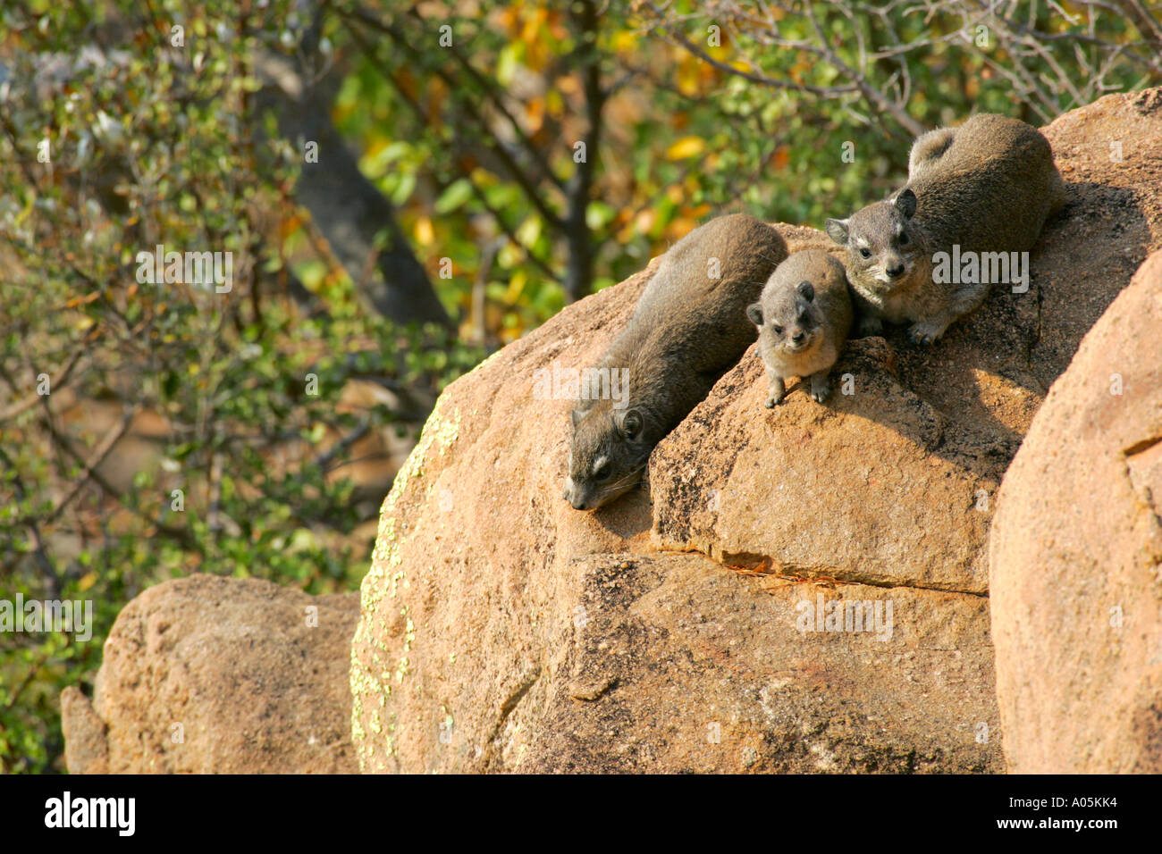 common rock hyrax rock dassie Procavia capensis, South Africa, Kruger ...