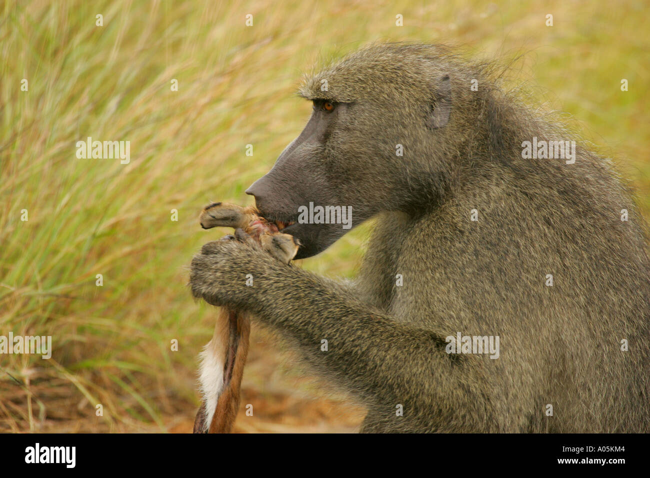 Chacma Baboon. Papio ursinus, eating meat, South Africa Kruger Park ...