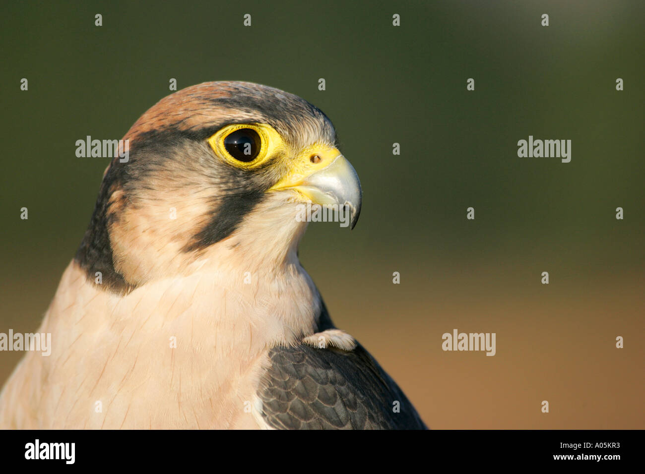 Biarmicus hi-res stock photography and images - Alamy