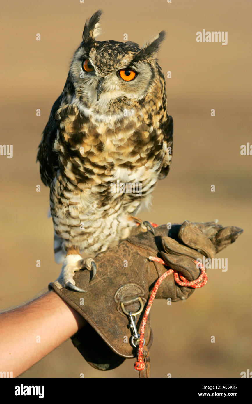 Cape Eagle Owl, South Africa Stock Photo - Alamy