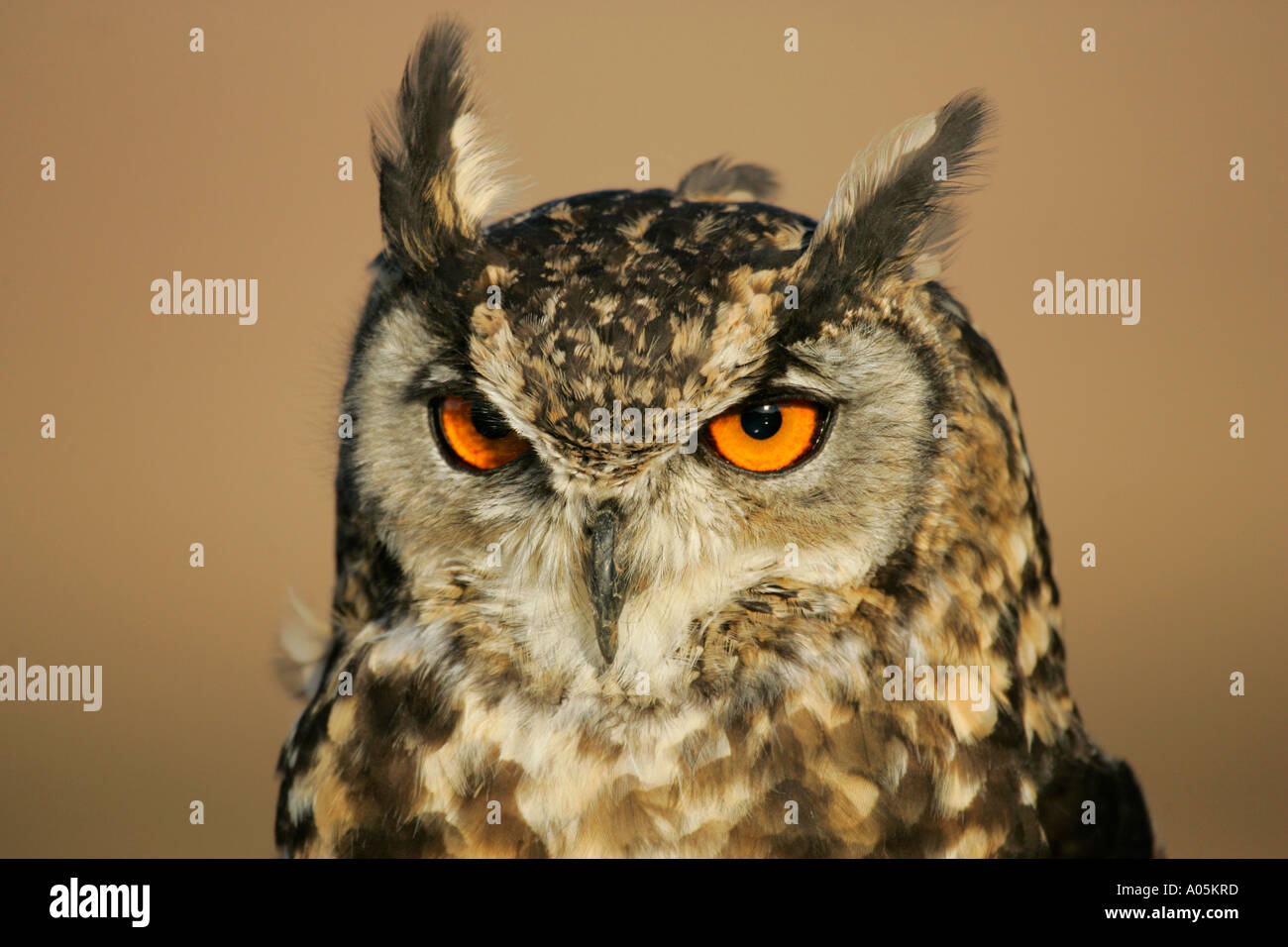 Cape eagle owl bubo capensis hi-res stock photography and images - Alamy