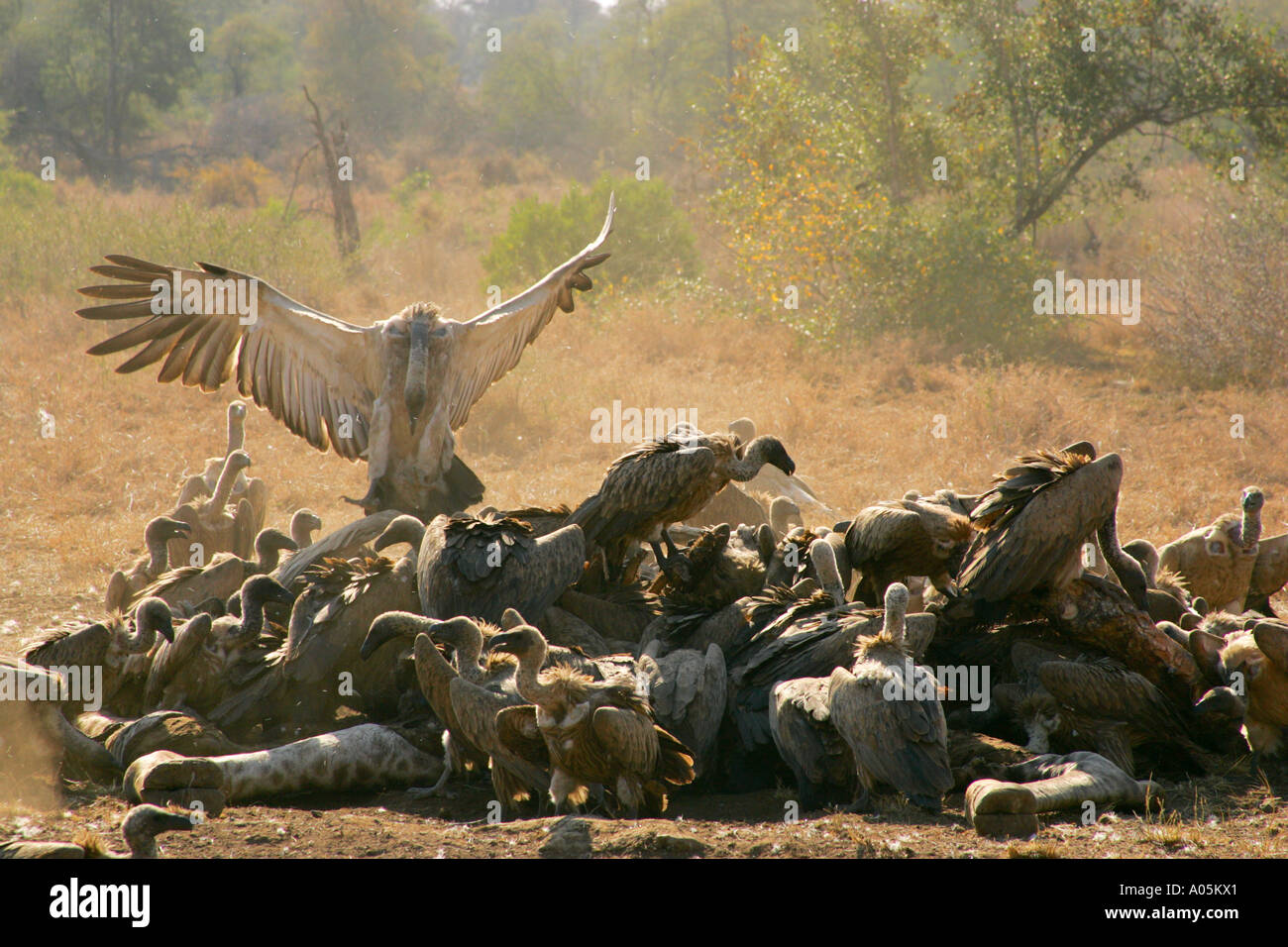 Vultures feeding on a giraffe Carcass, South Africa Stock Photo - Alamy
