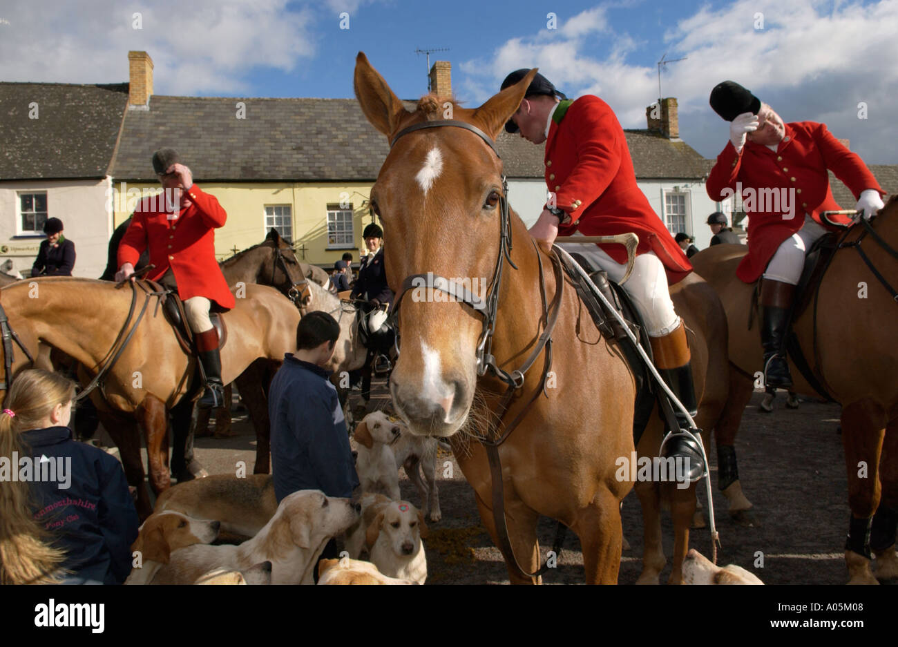 Huntsmen in red coats on horseback with hounds gather for fox hunt ...