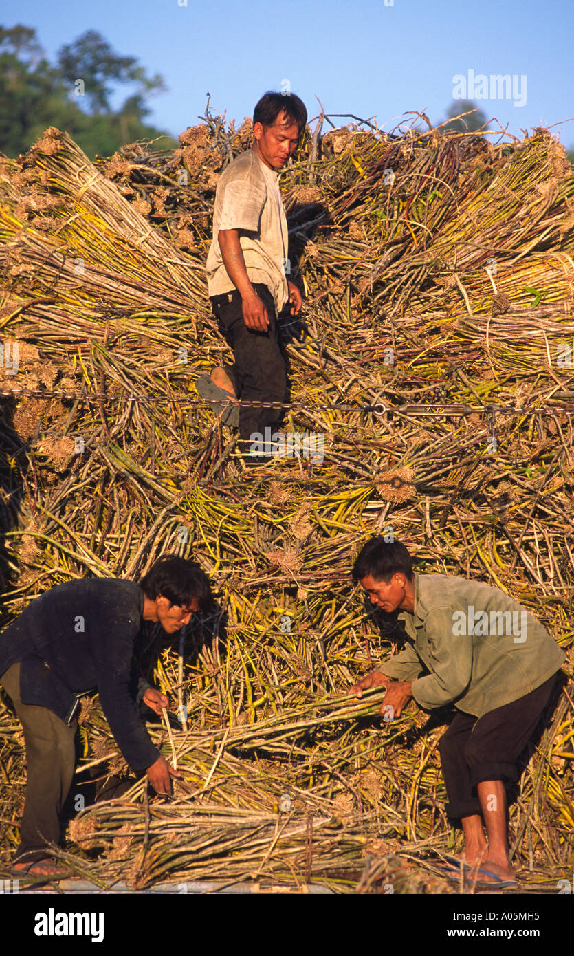Farmers loading produce into truck hi-res stock photography and images ...