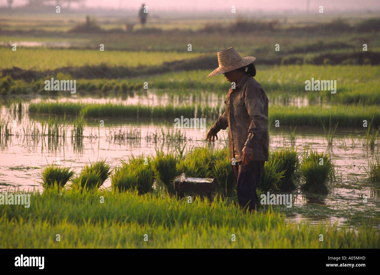 Rice planting. Outside Vientiane, Laos Stock Photo - Alamy