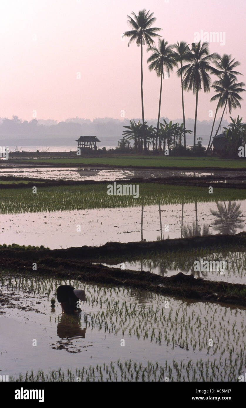 Rice planting. Outside Vientiane, Laos Stock Photo - Alamy