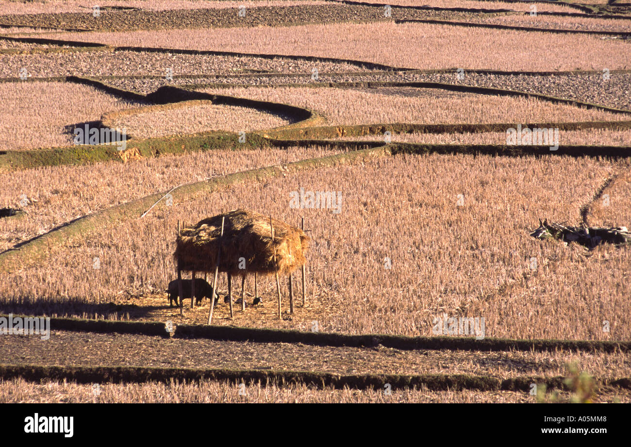 Rice fields. Phonsavan, Xieng Khuang, Laos Stock Photo - Alamy