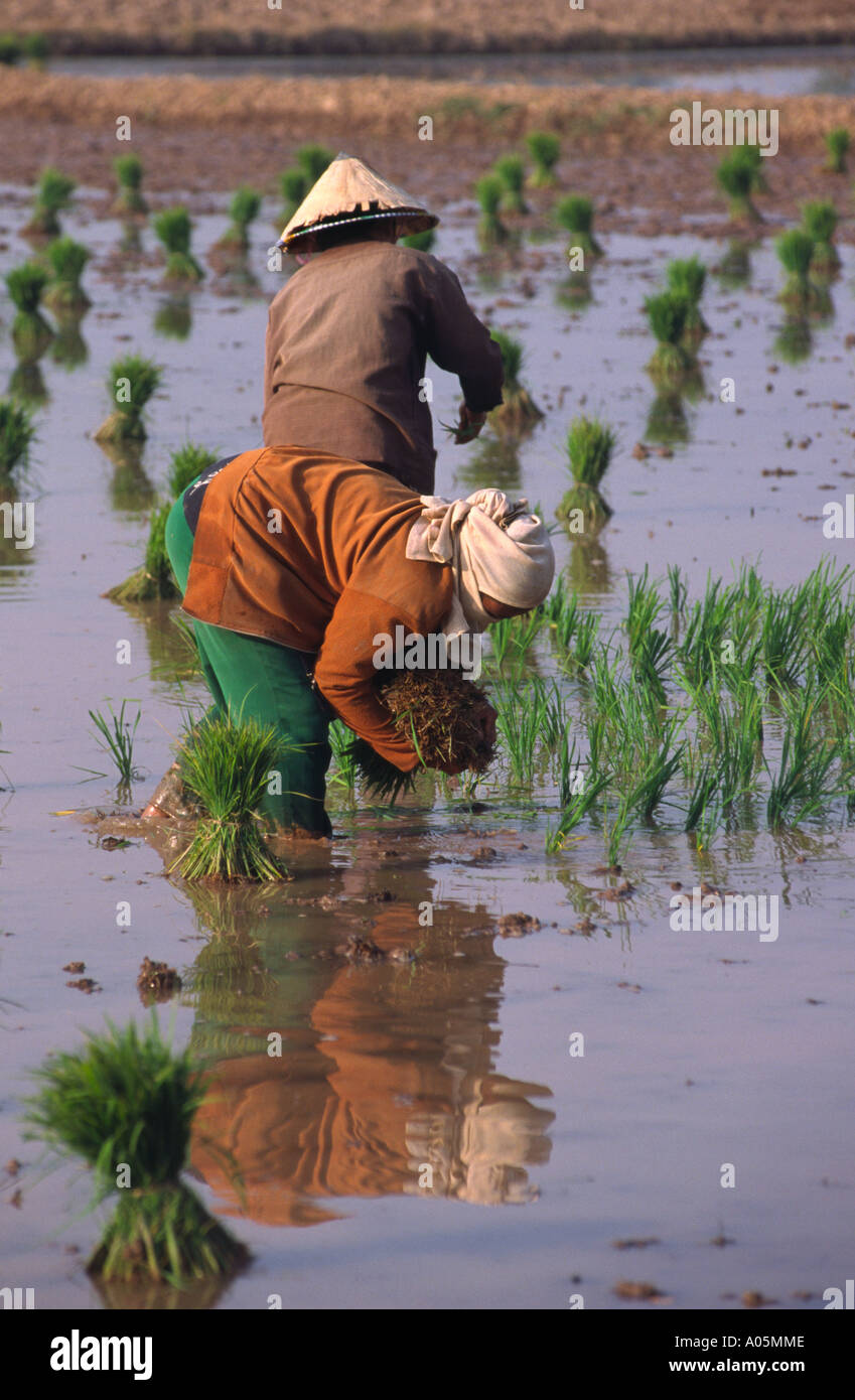 Rice planting. Outside Vientiane, Laos Stock Photo - Alamy