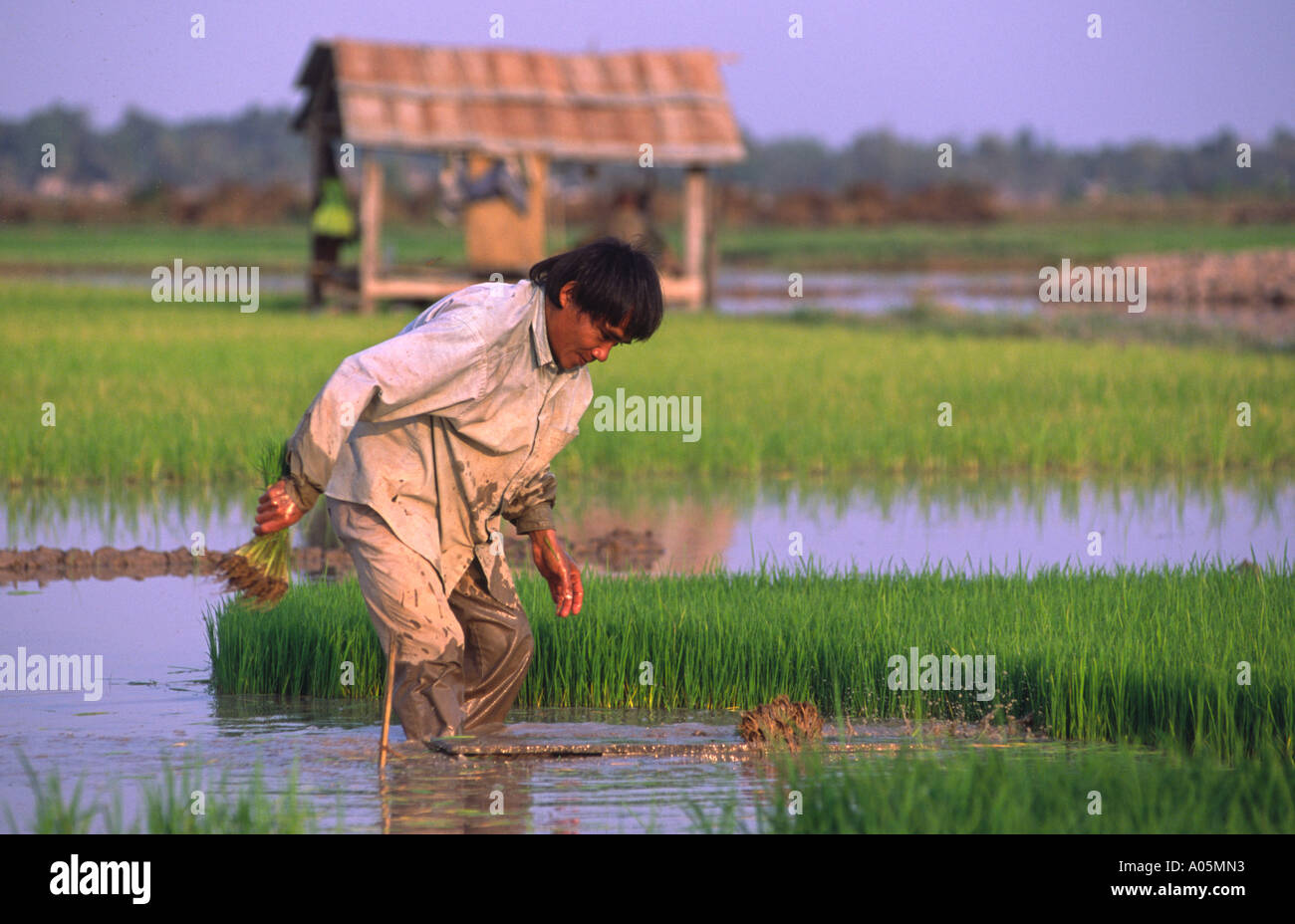 Rice planting. Outside Vientiane, Laos Stock Photo - Alamy