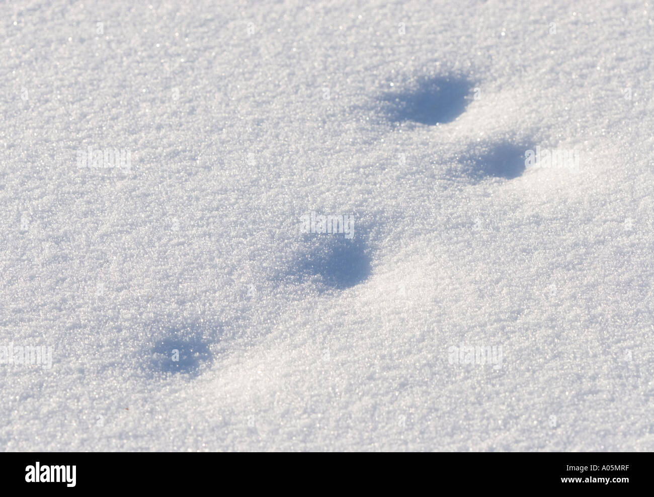 Old European mountain hare ( Lepus timidus ) track on snow , Finland ...
