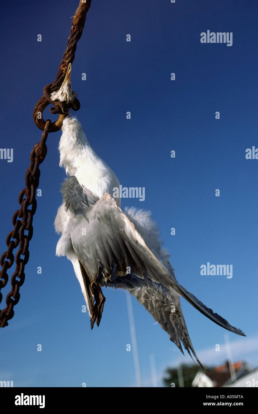Dead seagull used as scare crow on fishing boat. Havstenssund, Bohuslan ...