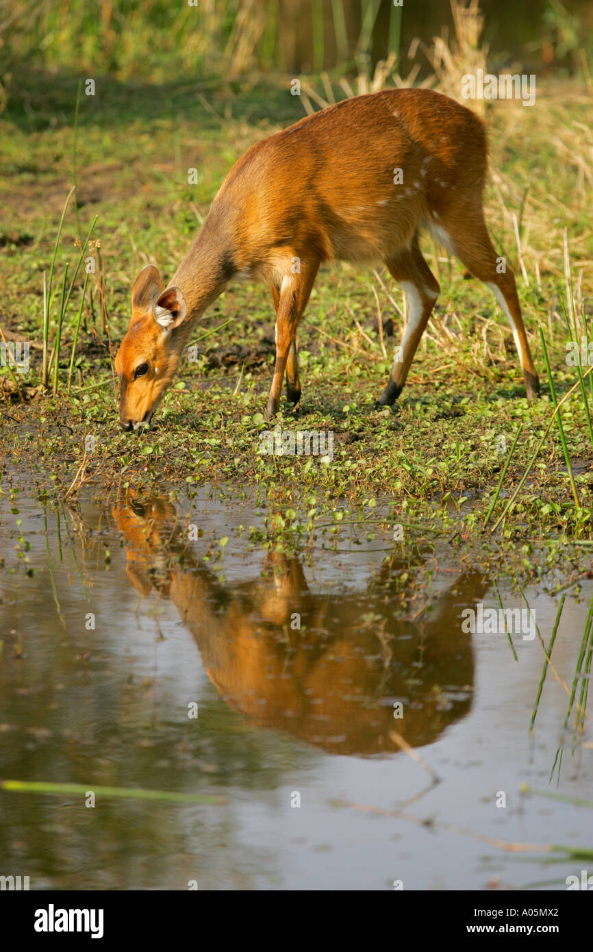 Female bush buck drinking south hi-res stock photography and images - Alamy