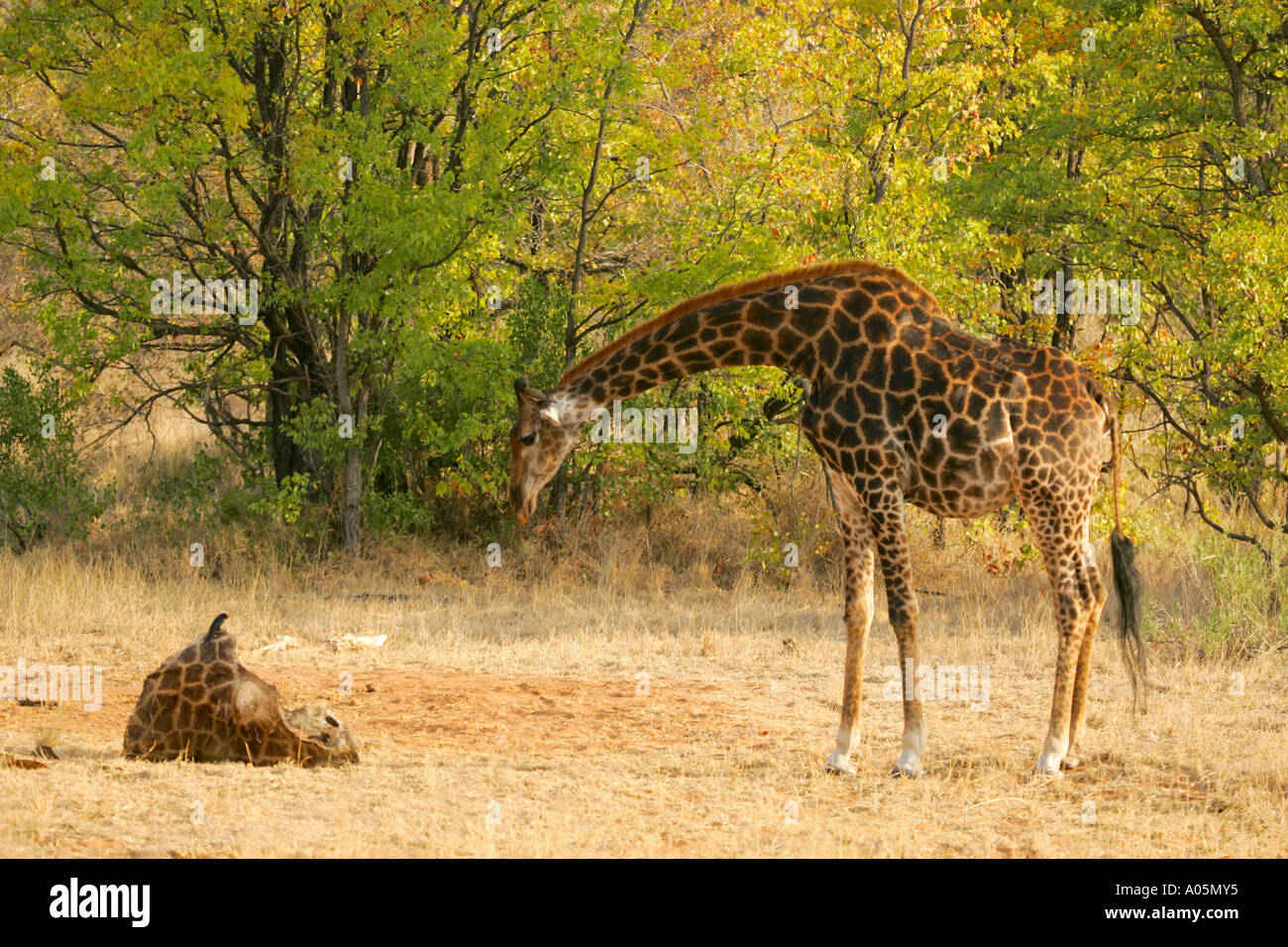 Giraffe interested in the rib cage of a dead giraffe, South Africa ...