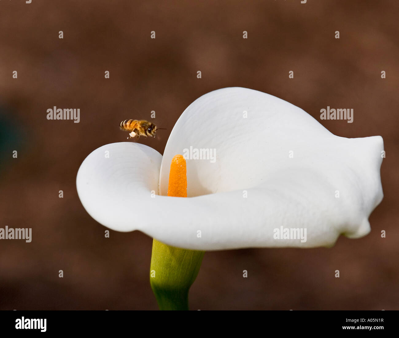 Pure calla lily hi-res stock photography and images - Alamy
