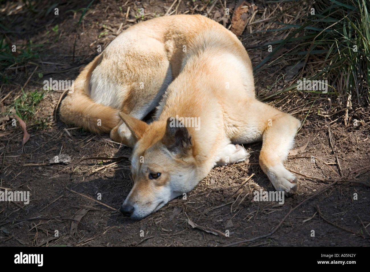 Pure bred dingo hi-res stock photography and images - Alamy