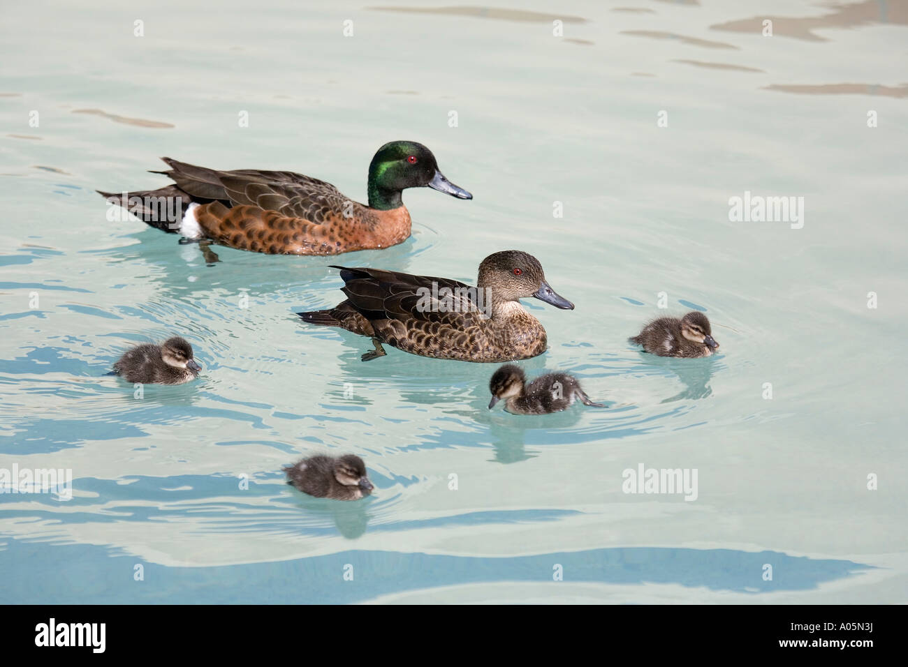 Baby ducklngs hi-res stock photography and images - Alamy