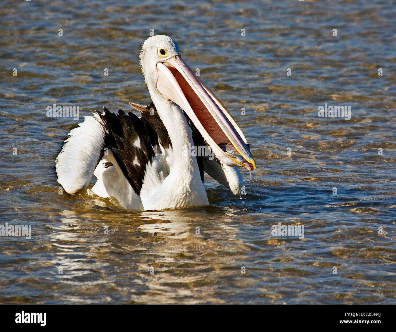 pelican with fish Stock Photo - Alamy