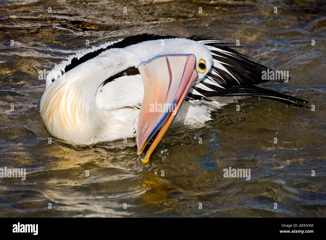 Birds stretch hi-res stock photography and images - Alamy