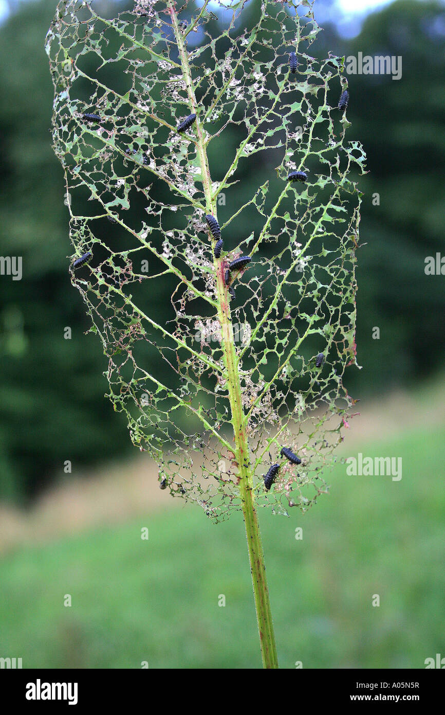 Real or perceived pests hi-res stock photography and images - Alamy