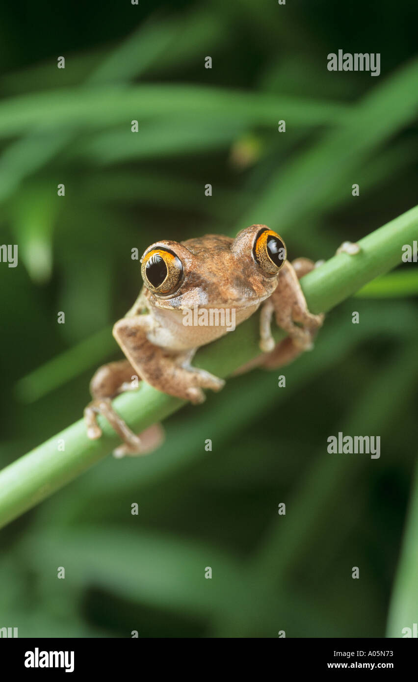 Alone frog hi-res stock photography and images - Alamy
