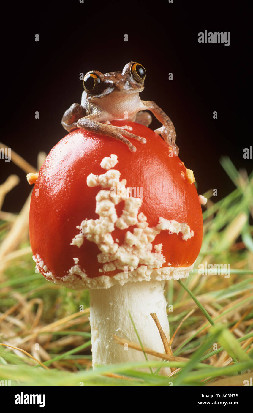Toadstool frog hi-res stock photography and images - Alamy