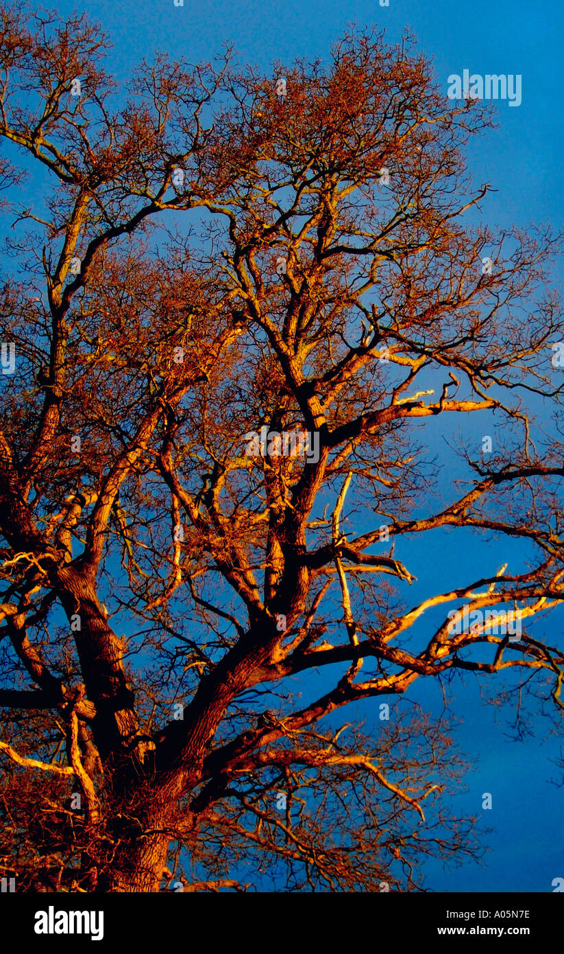 tree at night Stock Photo - Alamy