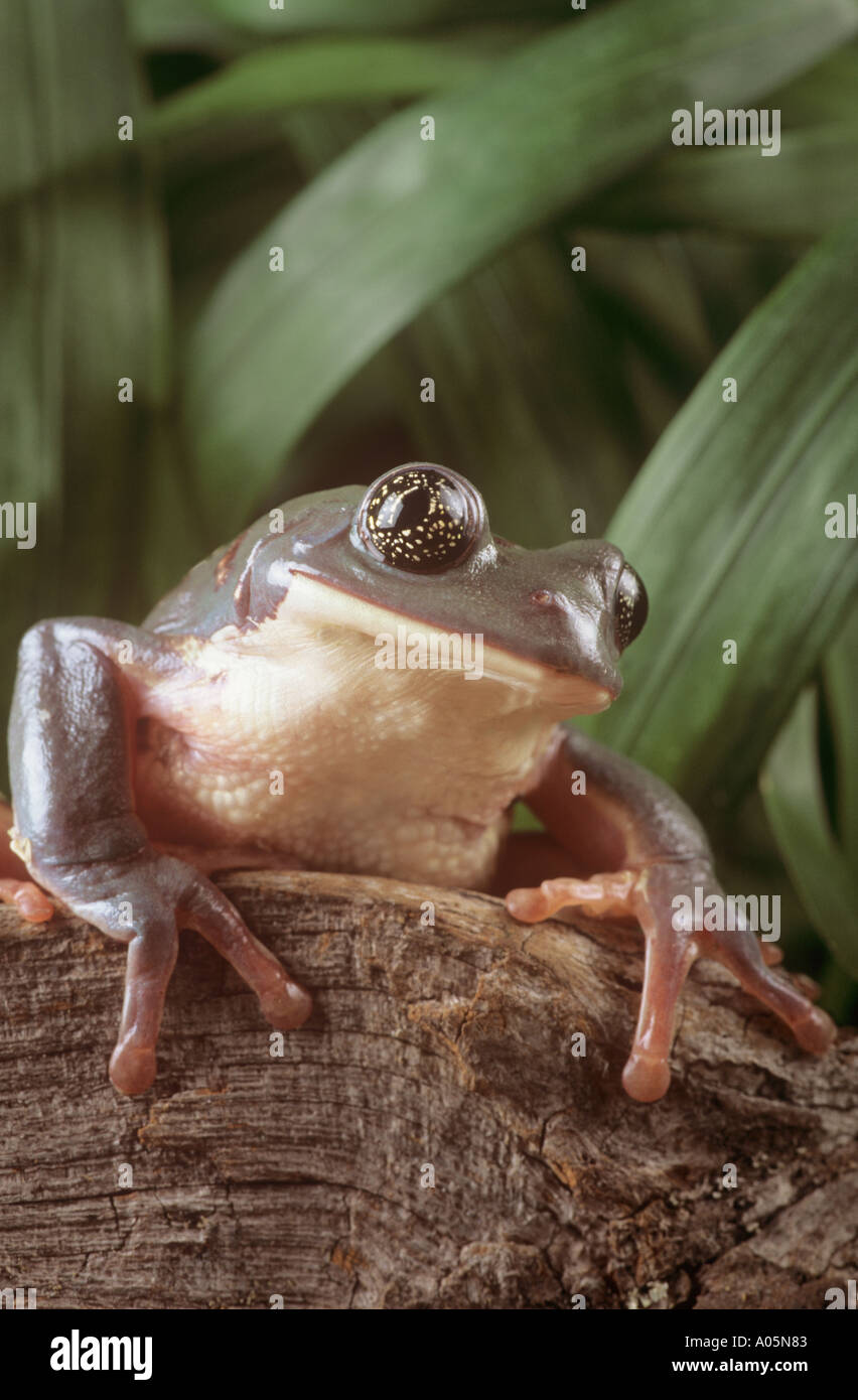 Mexican leaf frog Stock Photo - Alamy